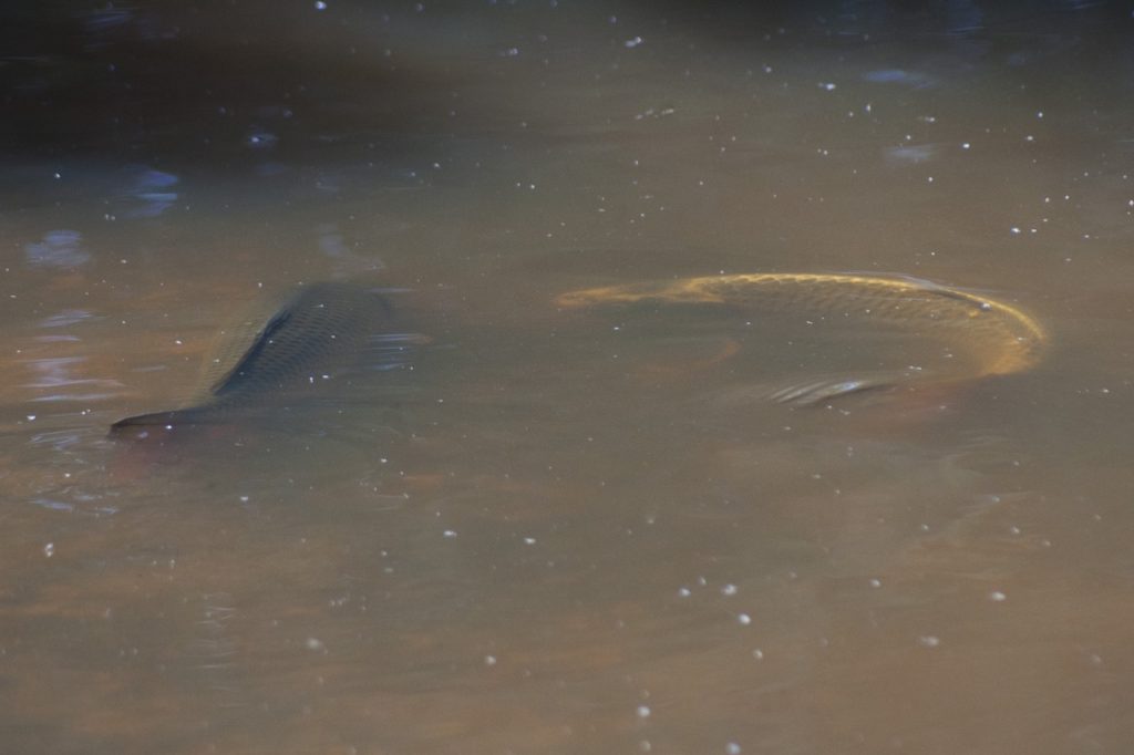 Wildlife at Setley Pond – SRCMYC/SRCMBC