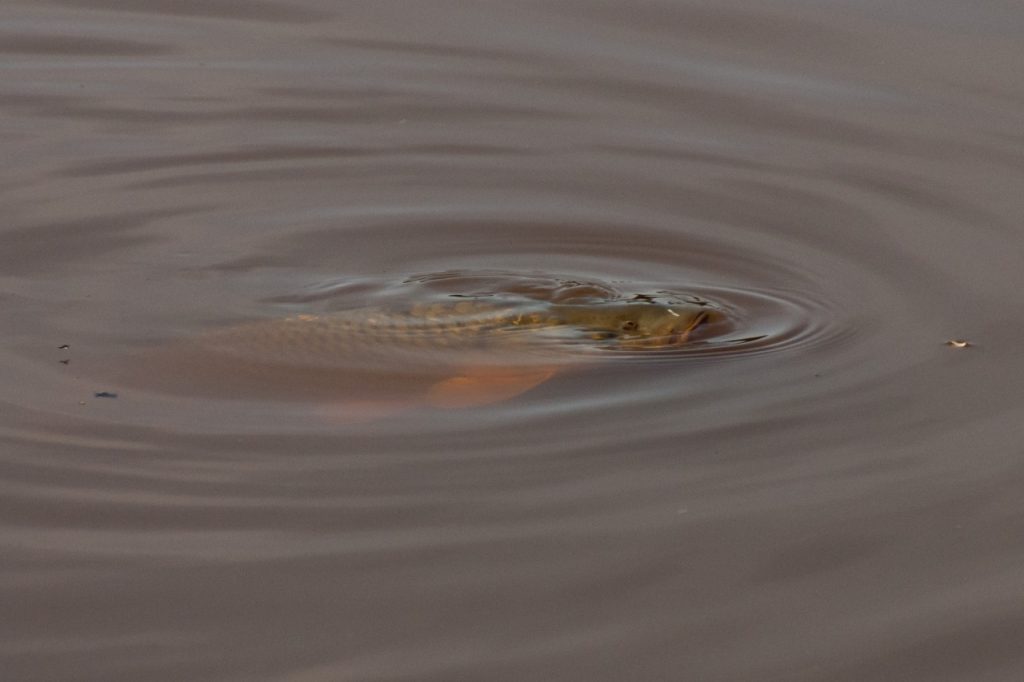 Wildlife at Setley Pond – SRCMYC/SRCMBC